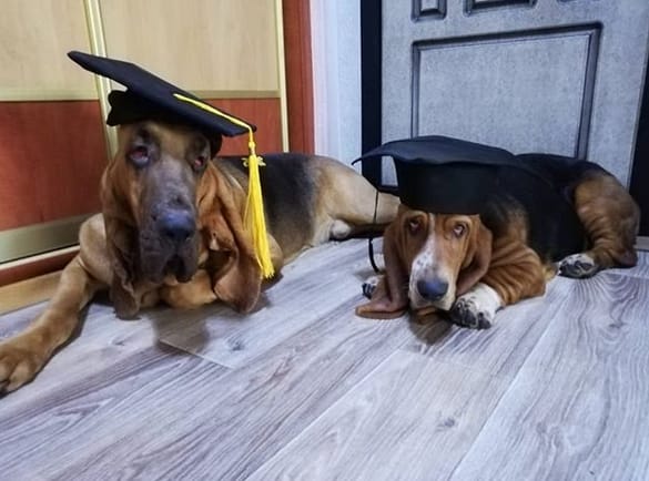 90 Typical Female Dog Names for Bloodhounds