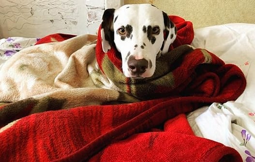 42 Spotted Dog Name Ideas - PetPress