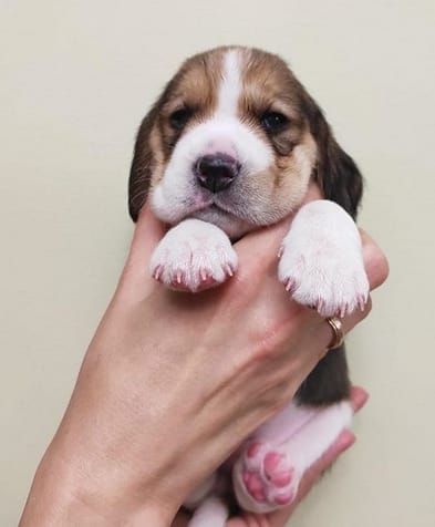 99 Beautiful Female Dog Names For Beagles