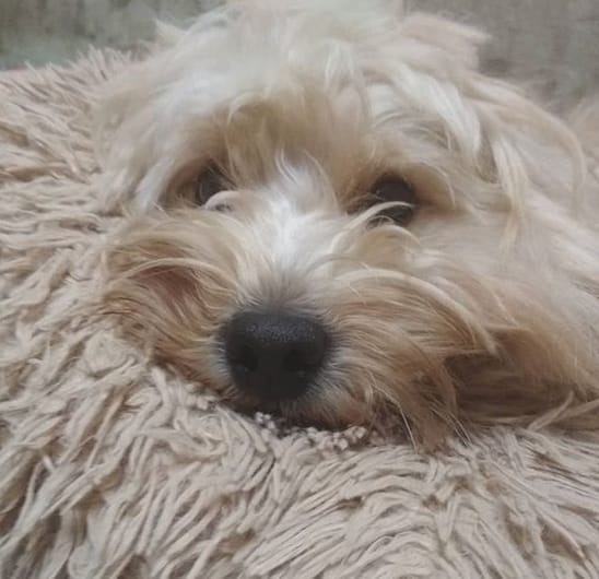 175 Popular Dog Names That Start with "N" - PetPress