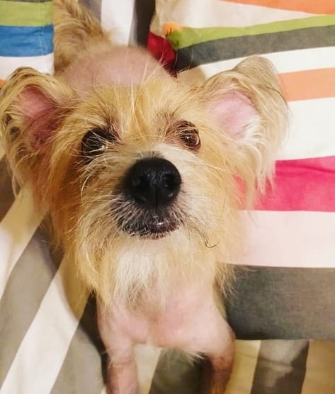 Over 200 Awesome Dog Names That Start with "F" - PetPress