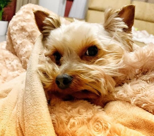 Dog Names Starting With K - Perfect Male & Female Dog Names With K