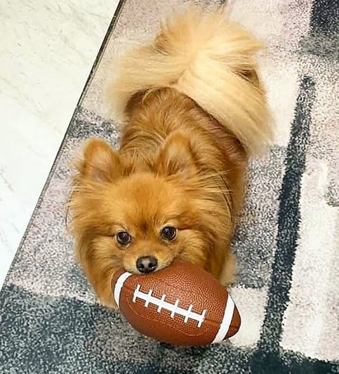 55 Sporty Dog Names Inspired by Football - PetPress