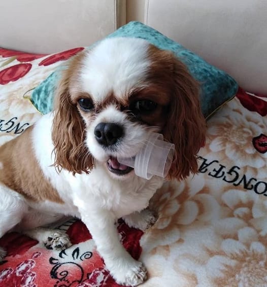 Dog Names Starting With K - Perfect Male & Female Dog Names With K