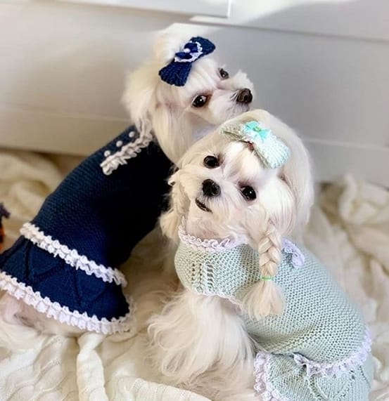 Top 50 Most Popular And Cute Female Dog Names 2020 top-50-most-popular-and-cute-female-dog-names-2020