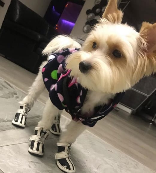 Top 128 Girl Dog Names That Start with "S" - PetPress