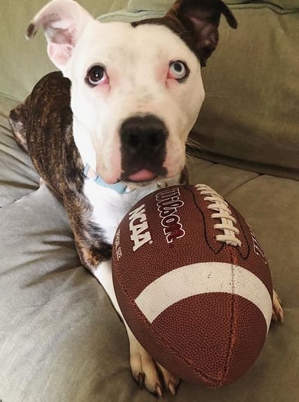 55 Sporty Dog Names Inspired by Football - PetPress
