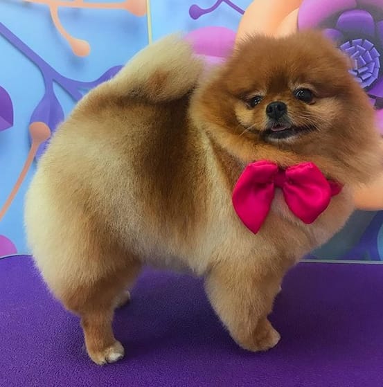 175 Popular Dog Names That Start with "N" - PetPress