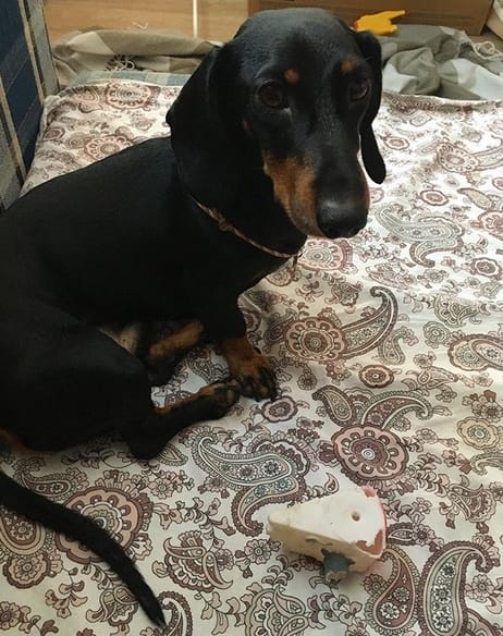 70 Southern Dog Name Ideas for Dachshunds - PetPress