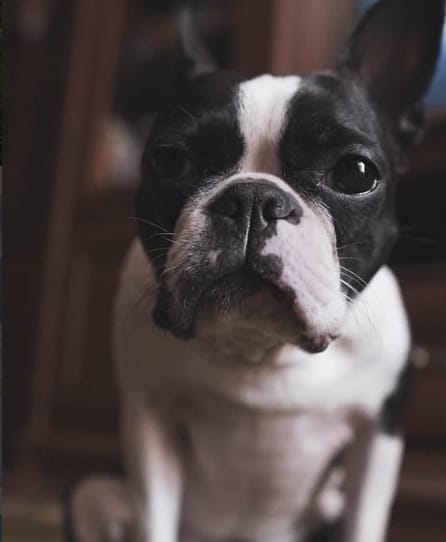 75 Great Male Dog Names For Boston Terriers - PetPress