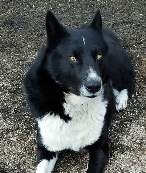 Dog Names Starting With B - Best Male And Female Dog Names With B