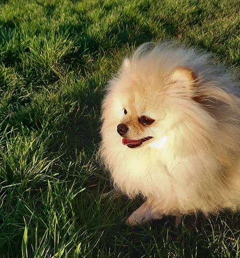 39 Perfect Male Dog Names For Pomeranians - PetPress