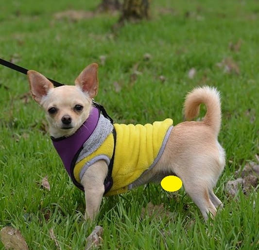 Dog Names Start With O - Popular Male And Female Dog Names