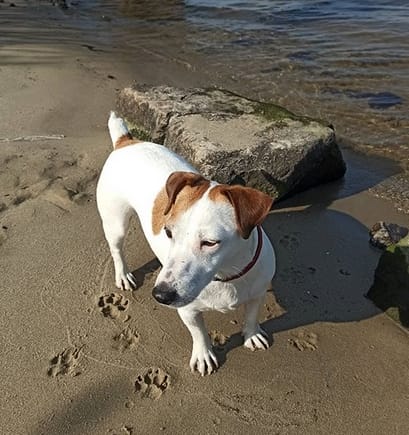 Dog Names Starting With Y - 220 Male And Female Dog Names With Y