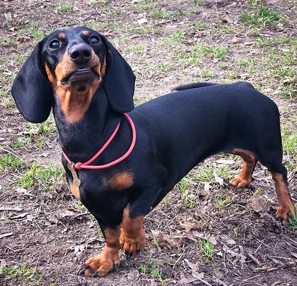 70 Southern Dog Name Ideas for Dachshunds - PetPress