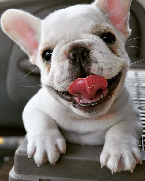 Dog Names Starting With R - Recommended Way To Name Your Dog