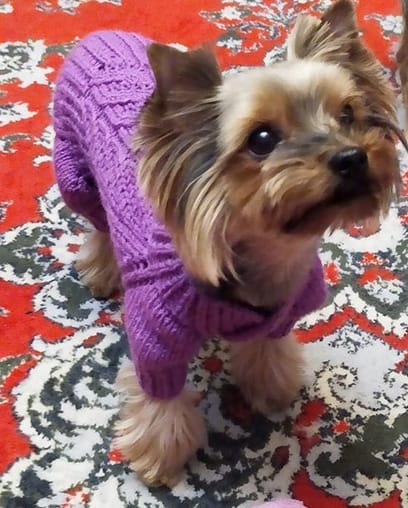 The 44 Most Common Female Dog Names - PetPress