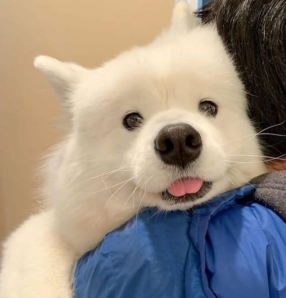 Top 50 Most Common Male Dog Names - PetPress