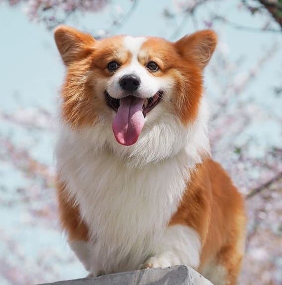 Top 51 Common Female Dog Names That Start with "B" - PetPress