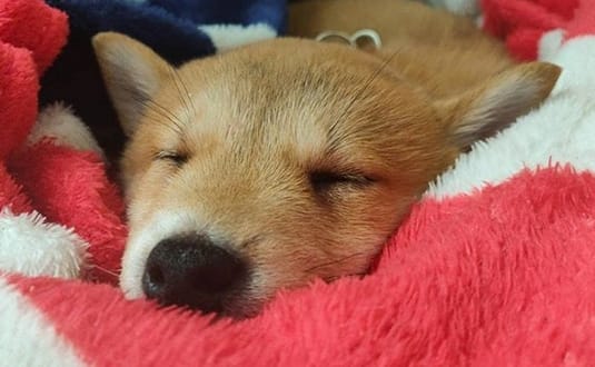 79 Female Shiba Inu Dog Names with Meanings - PetPress