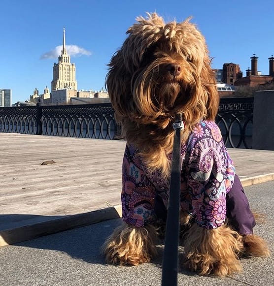 30 Best Female Labradoodle Dog Names | PetPress