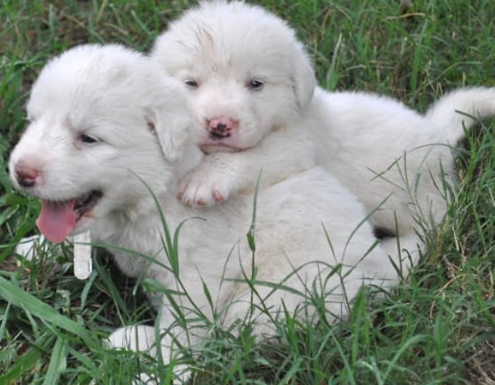 Top 30 Male Great Pyrenees Dog Names - PetPress