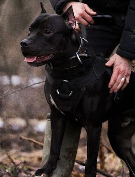 32 Strong and Tough Pit Bull Dog Names - PetPress