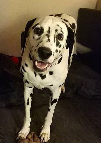 42 Spotted Dog Name Ideas - PetPress