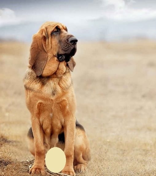 90 Typical Female Dog Names for Bloodhounds