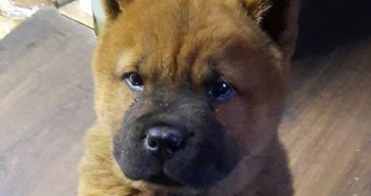 Over 200 Awesome Dog Names That Start with "F" - PetPress