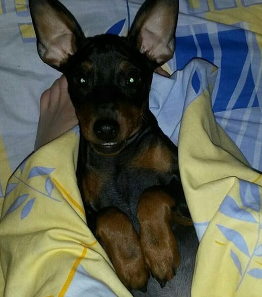 Top 150 Funny Geeky Dog Names - PetPress