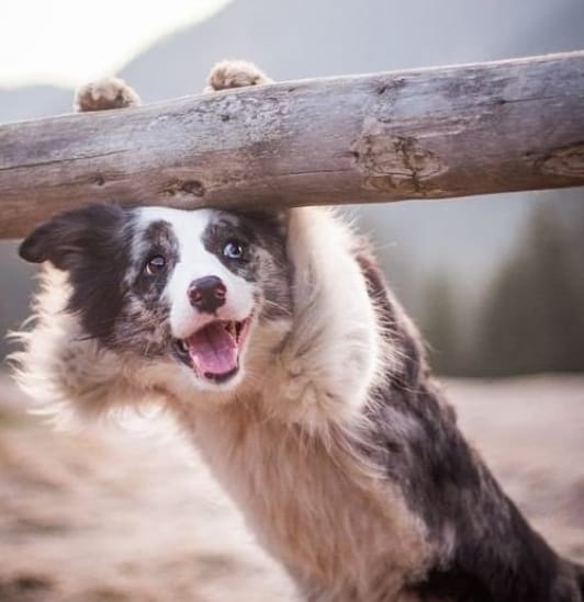 Top 100 Southern Dog Names 2020 - PetPress