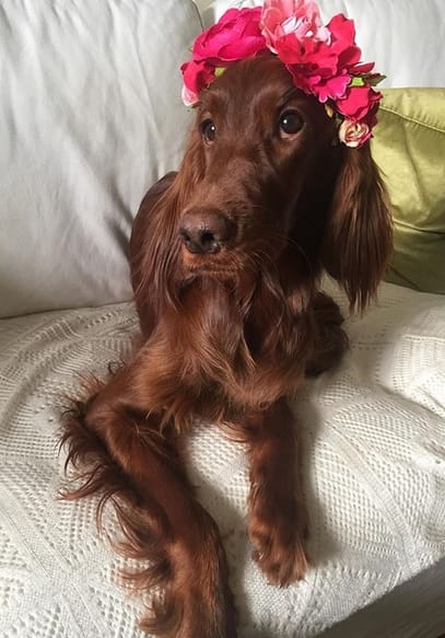 150+ Punjabi Names with Meanings | PetPress