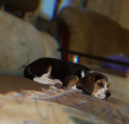 Top 100 Male Dog Names That Start with "S" - PetPress