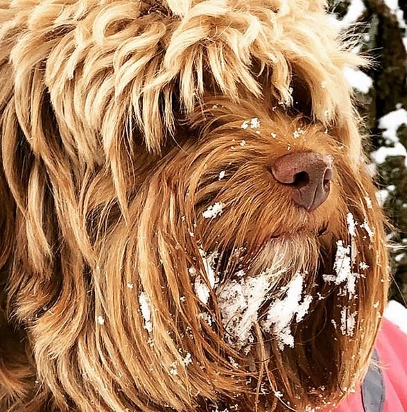 30 Best Female Labradoodle Dog Names | PetPress