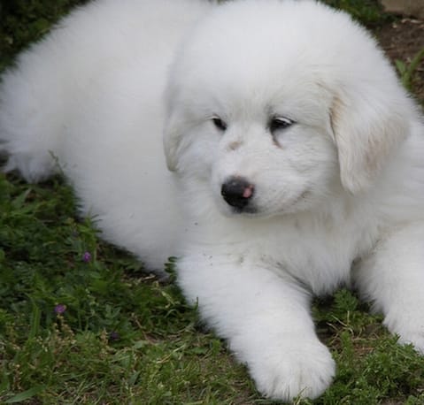 Top 30 Male Great Pyrenees Dog Names - PetPress