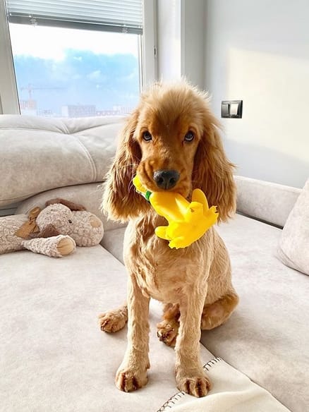 48 Perfect Male Dog Names For Cocker Spaniels - PetPress