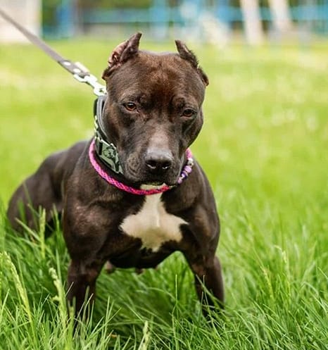 32 Strong and Tough Pit Bull Dog Names - PetPress