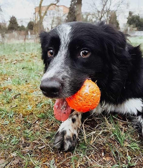 59 Male Dog Names For Border Collies - PetPress