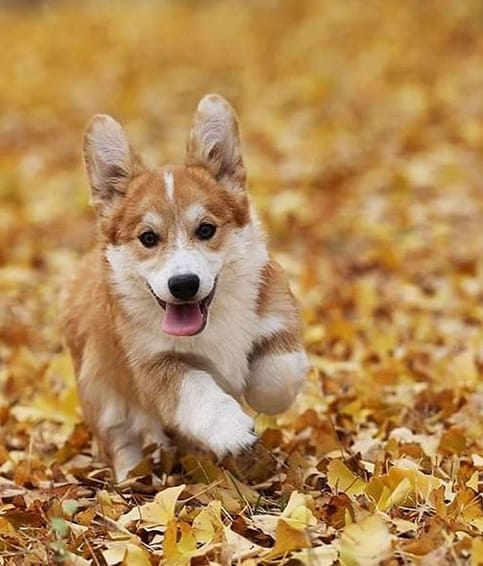 30 Tasty Dog Names - Apricot Dog Names - PetPress