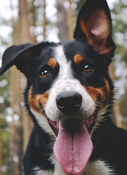 40 Colorful Dog Name Ideas for Multi-Colored Puppies