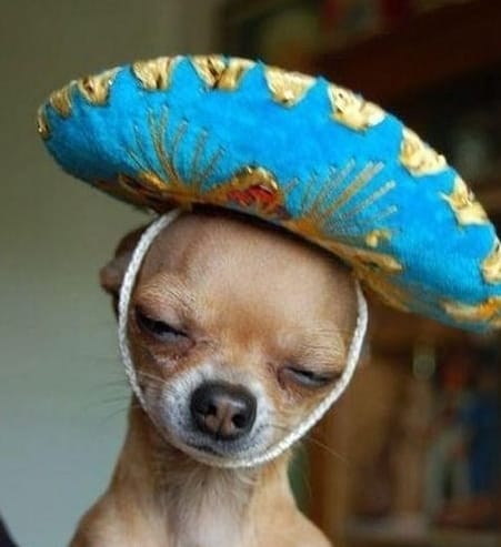 Over 50 Popular Mexican Dog Names