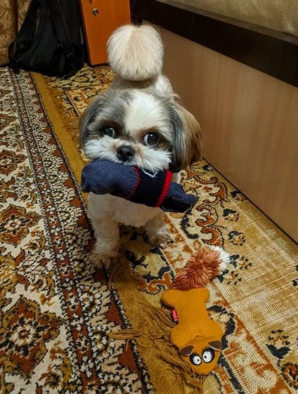 Top 350 Best Female Dog Names That Start with "K" - PetPress