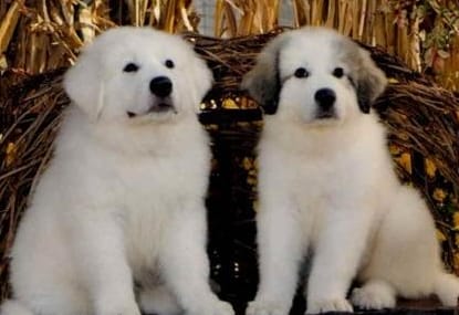 Top 30 Sweet Female Great Pyrenees Dog Names - PetPress