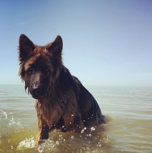 Top 100 Powerful Male German Shepherd Dog Names - PetPress