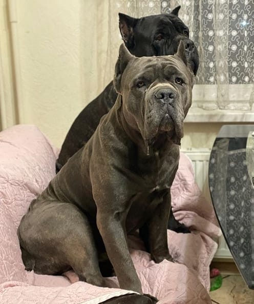 88 Female Dog Name Ideas for Cane Corso - PetPress