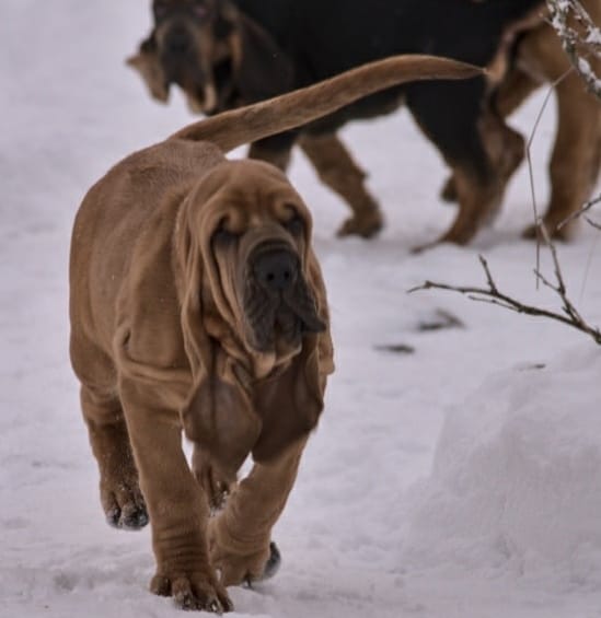 90 Typical Female Dog Names for Bloodhounds