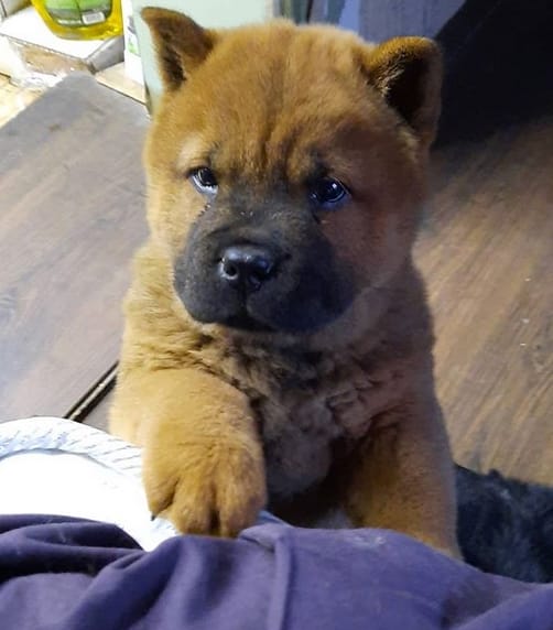 Over 200 Awesome Dog Names That Start with "F" - PetPress