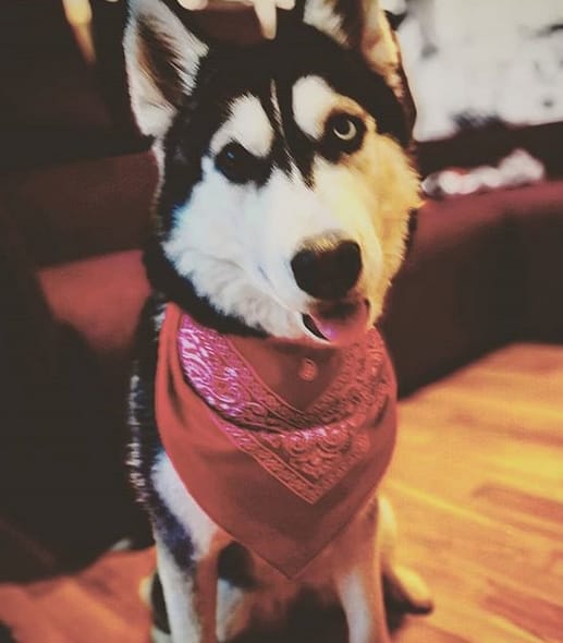 Top 150 Funny Geeky Dog Names - PetPress