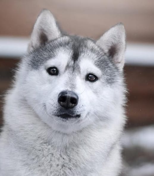 Top 88 Popular Husky Dog Names - PetPress